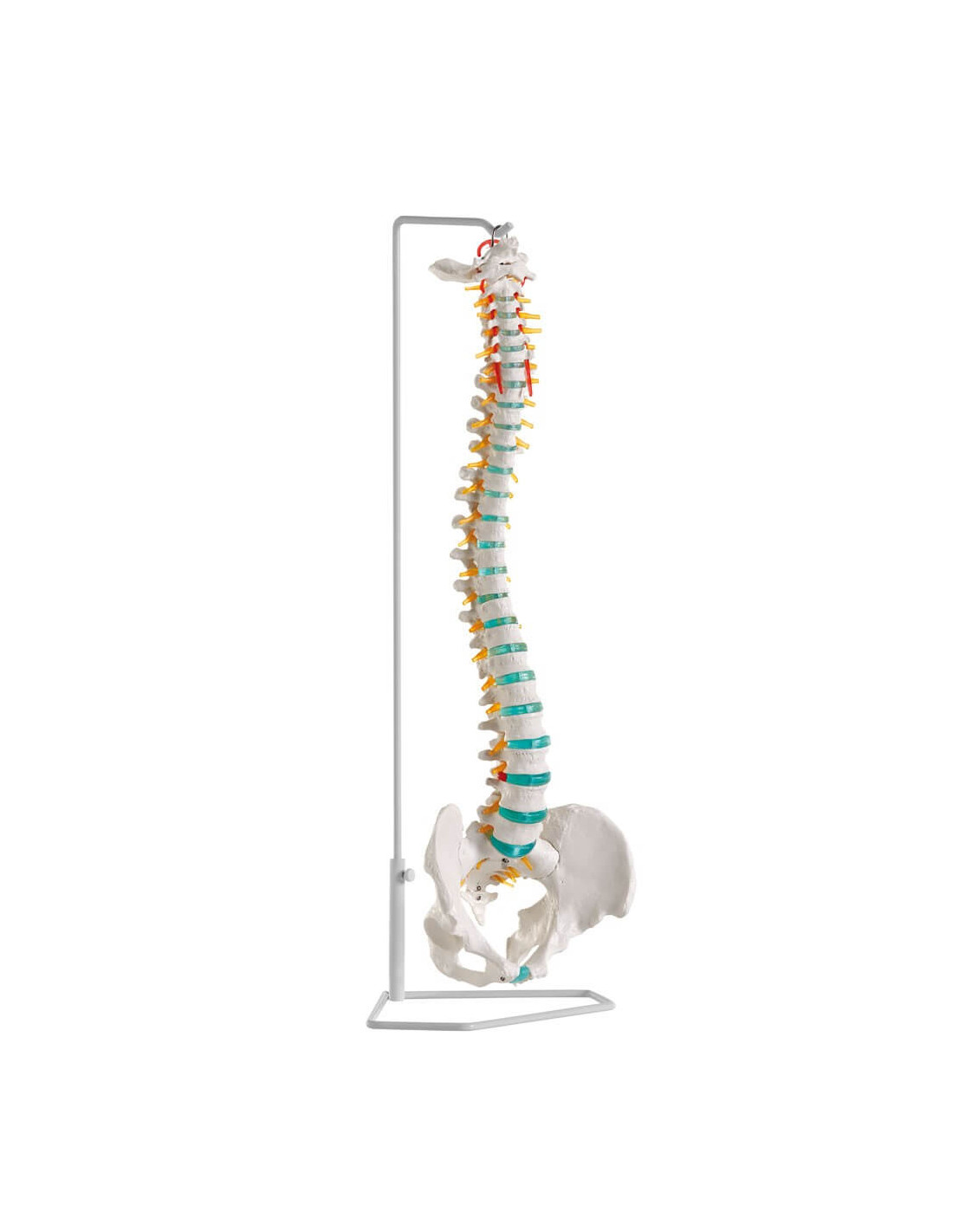Model anatomiczny kręgosłupa z dyskopatią na poziomie L3/L4 na statywie Model anatomiczny kręgosłupa z dyskopatią na poziomie L3/L4 na statywie